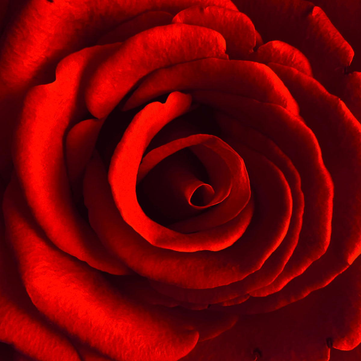 Cusani Perfumes | Mystic Rose: Straight from the Heart